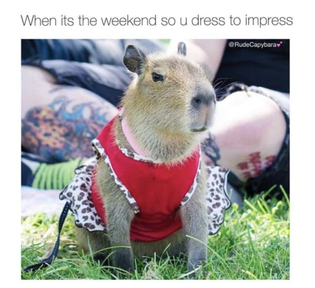 40 FUNNY MEMES FOR TODAY #63 – FunnyFoto - Page 20