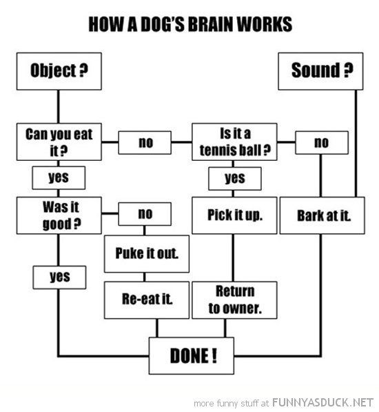 Hilarious Animal Charts That Will Make You Smarter – FunnyFoto