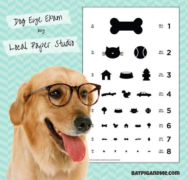 Hilarious Animal Charts That Will Make You Smarter – FunnyFoto