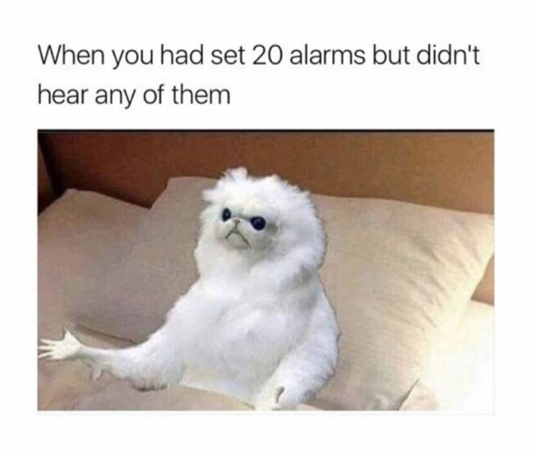 Animal duos that make the perfect partners in crime (40 Pics) – FunnyFoto