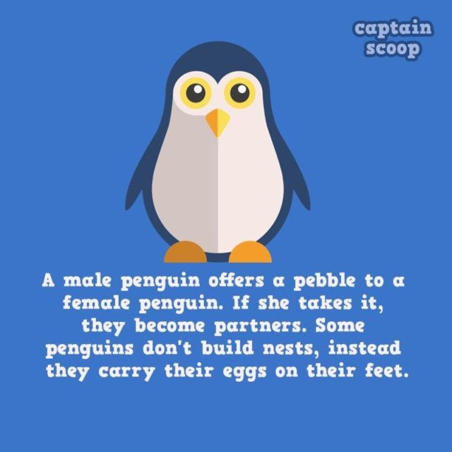 New Amazing And Funny Facts About Animals 15 Pics FunnyFoto new-amazing-and-funny-facts-about-animals-15-pics-funnyfoto