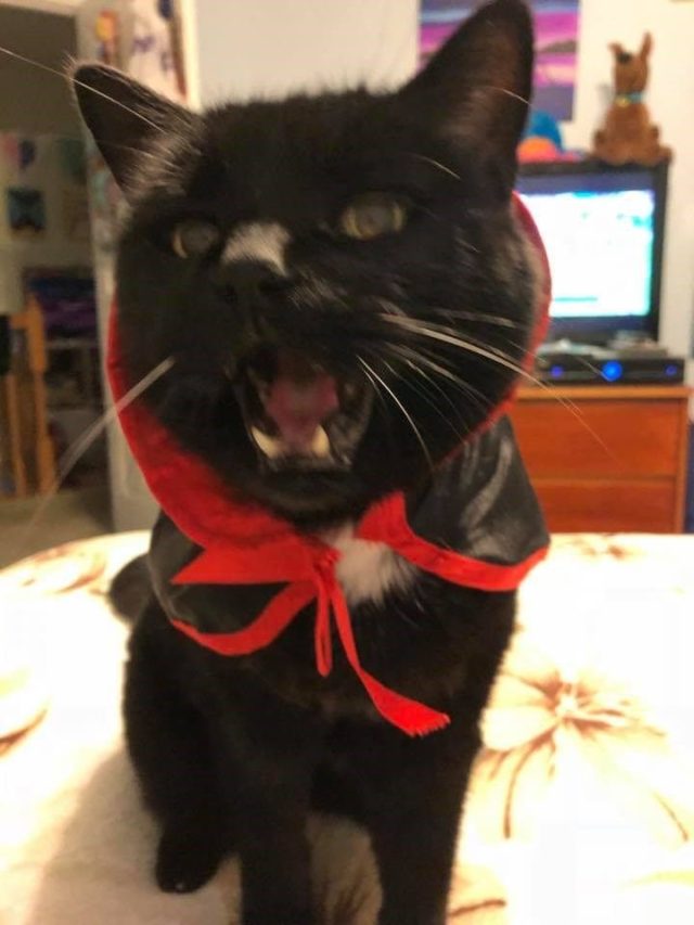 Animals in Halloween costumes - 30 Pics – FunnyFoto