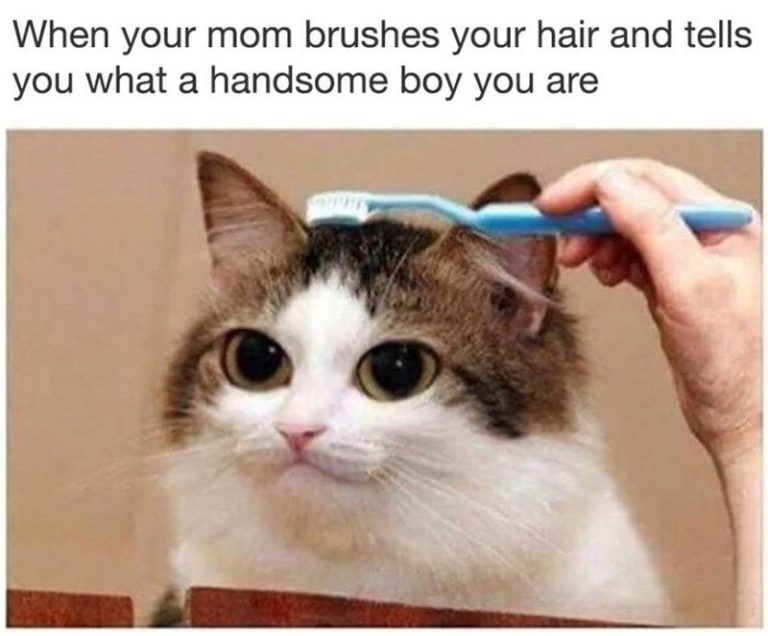 Funny Pet Memes - 16 Pics – FunnyFoto - Page 4