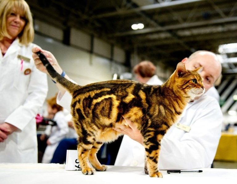 Amazing Photos From The 2017 Supreme Cat Show - 24 Pics – FunnyFoto