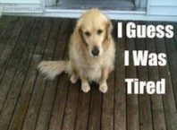 50 TGIF Memes – Funnyfoto | Funny Pictures - Videos - Gifs