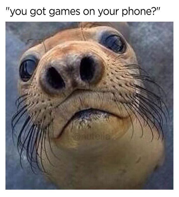 40 Animal Memes – FunnyFoto