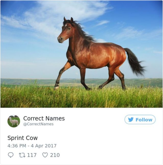 70 Funny Renamed Objects From Twitter – FunnyFoto