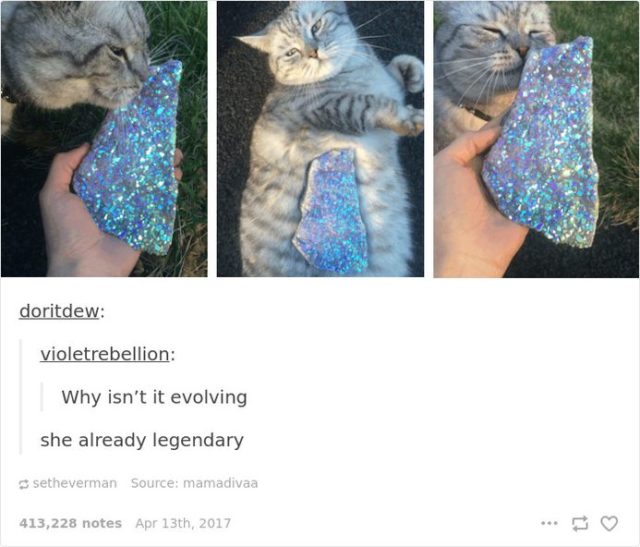 100 Animal Memes To Make You Laugh This Spring – FunnyFoto