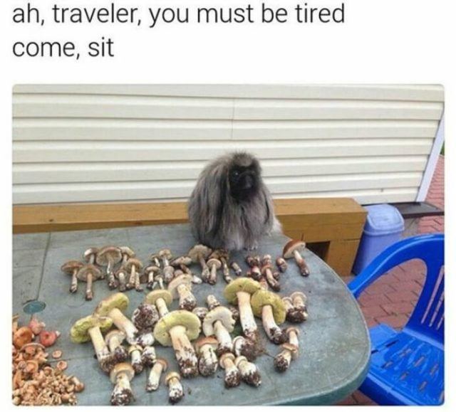 100 Animal Memes To Make You Laugh This Spring – FunnyFoto - Page 16