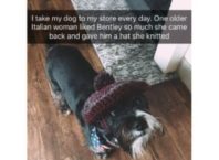 Hilarious Cats Text Posts On Tumblr - 15 Pics – Funnyfoto | Funny ...