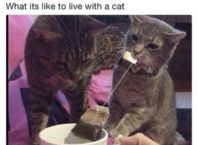 50 TGIF Memes – Funnyfoto | Funny Pictures - Videos - Gifs