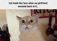 Funny Cat Memes and Pictures - 54 Pics – Funnyfoto | Funny Pictures ...