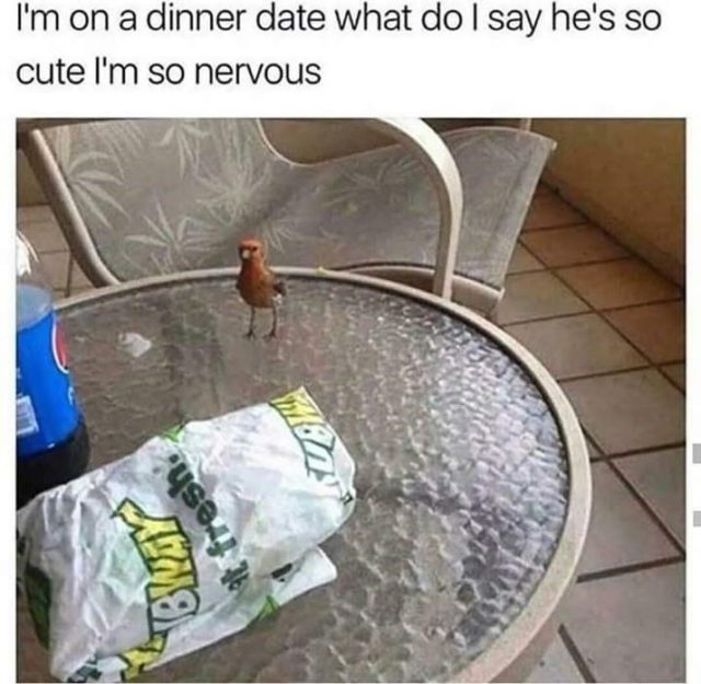 40 Funny Birb Memes – FunnyFoto