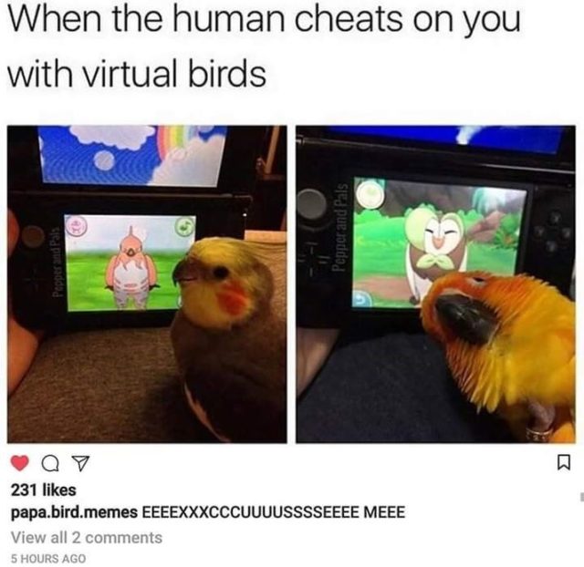 40 Funny Birb Memes – FunnyFoto
