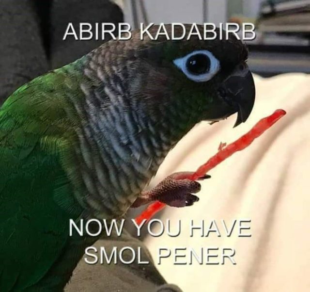 40 Funny Birb Memes – FunnyFoto