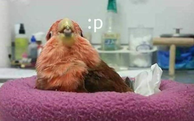 40 Funny Birb Memes – FunnyFoto