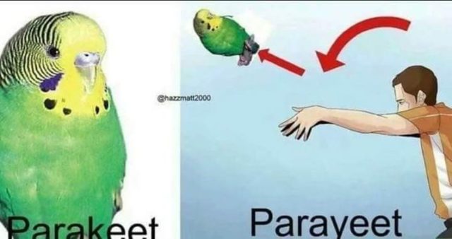 40 Funny Birb Memes – FunnyFoto