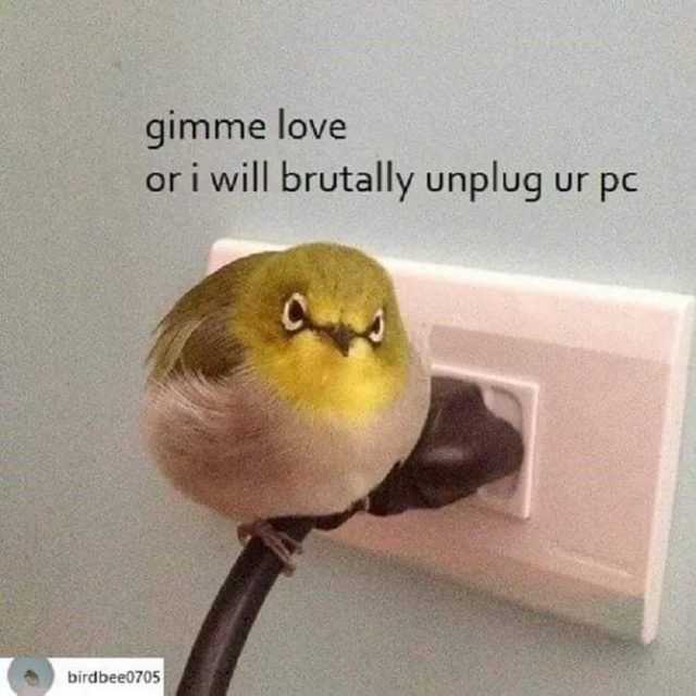 40 Funny Birb Memes – FunnyFoto