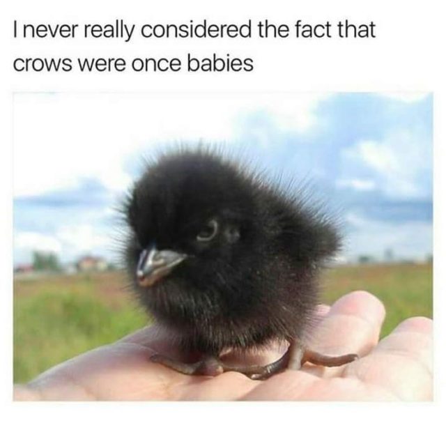 40 Funny Birb Memes – FunnyFoto