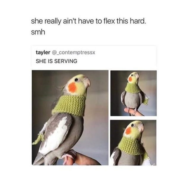 40 Funny Birb Memes – FunnyFoto
