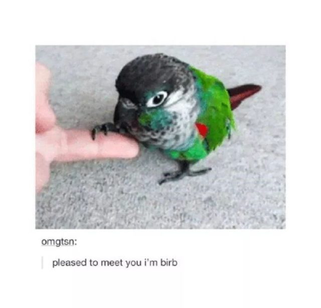 40 Funny Birb Memes – FunnyFoto