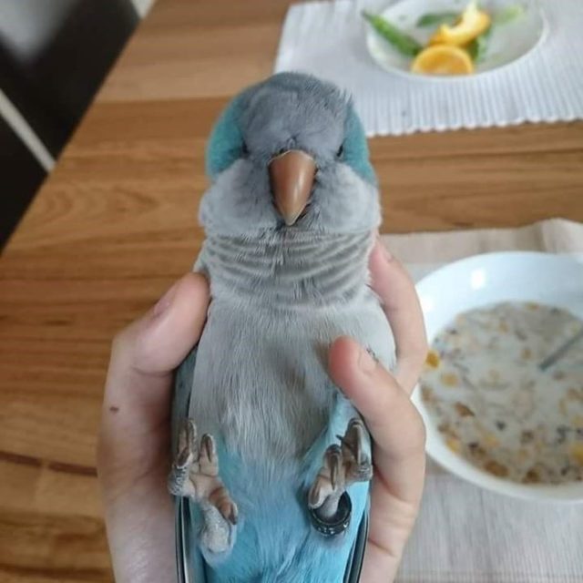 40 Funny Birb Memes – FunnyFoto