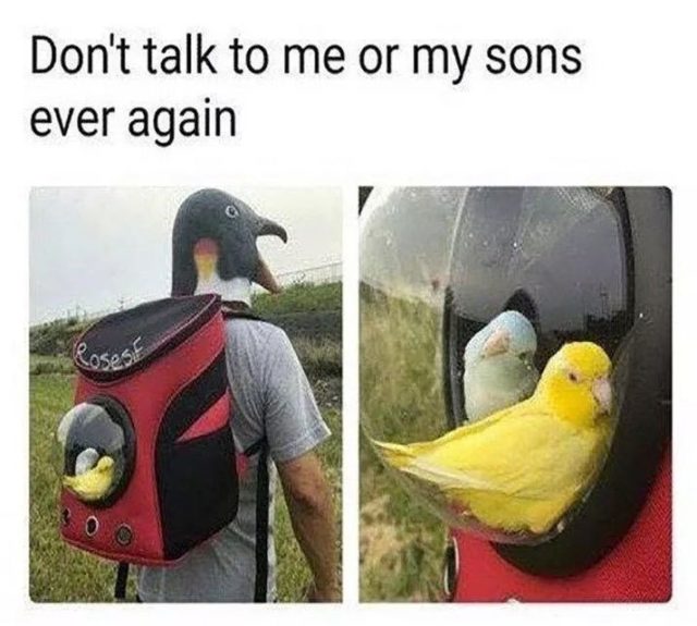 40 Funny Birb Memes – FunnyFoto