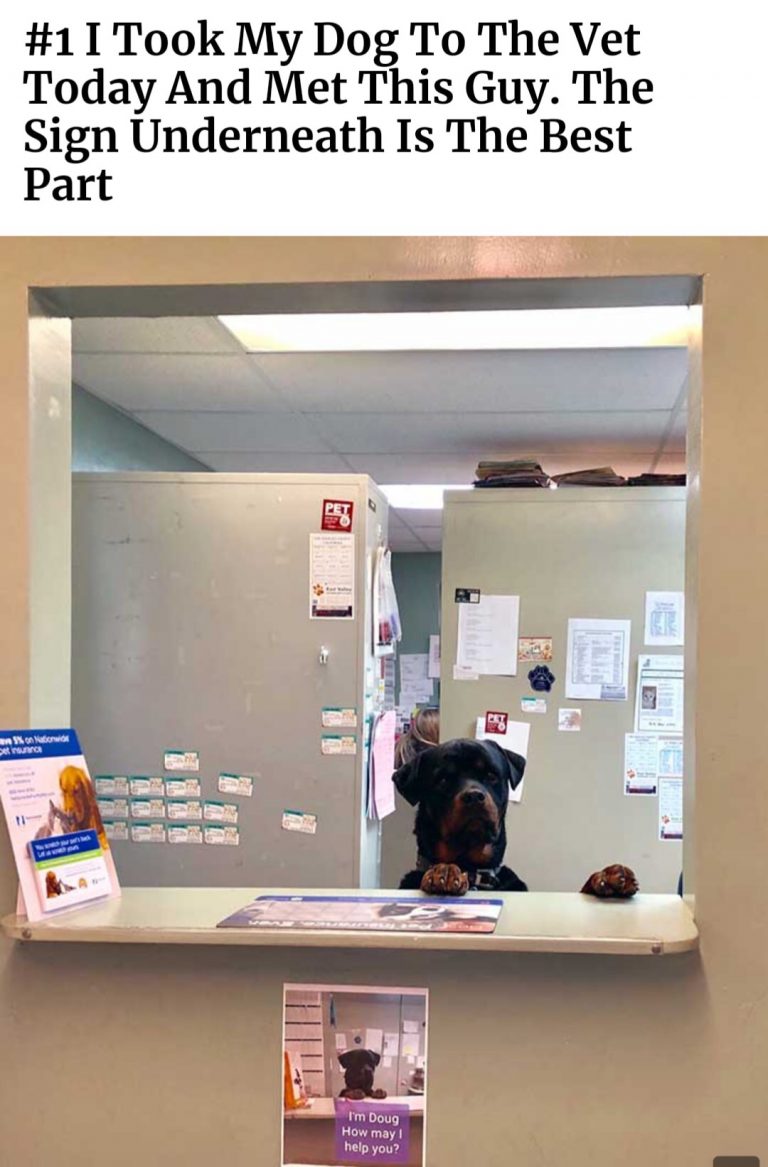 Doggos at work - 30 Funny Animal Memes & Pictures – FunnyFoto